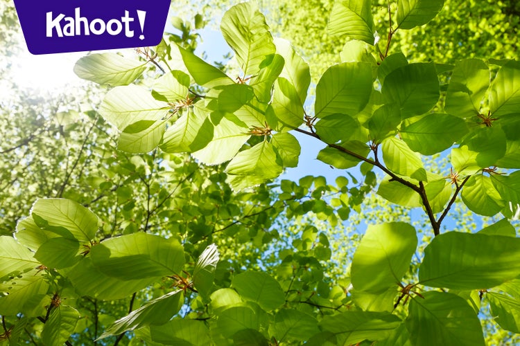 Unit 3.3 Review - Kahoot! Quiz