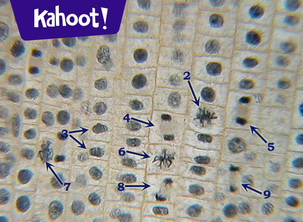 Cell division Practice - Kahoot! Quiz