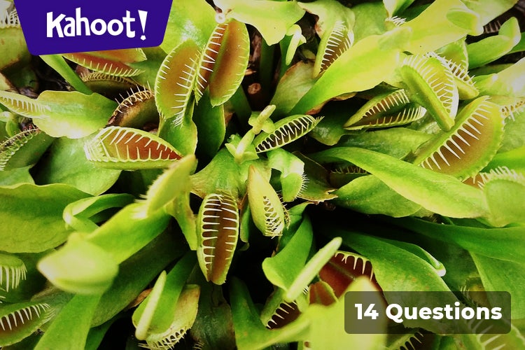 Carnivorous Plant - UNIT 4 - Kahoot! Quiz