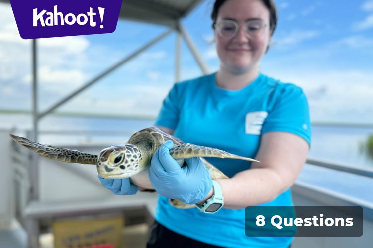 Saving Sea Turtles - Kahoot! Quiz