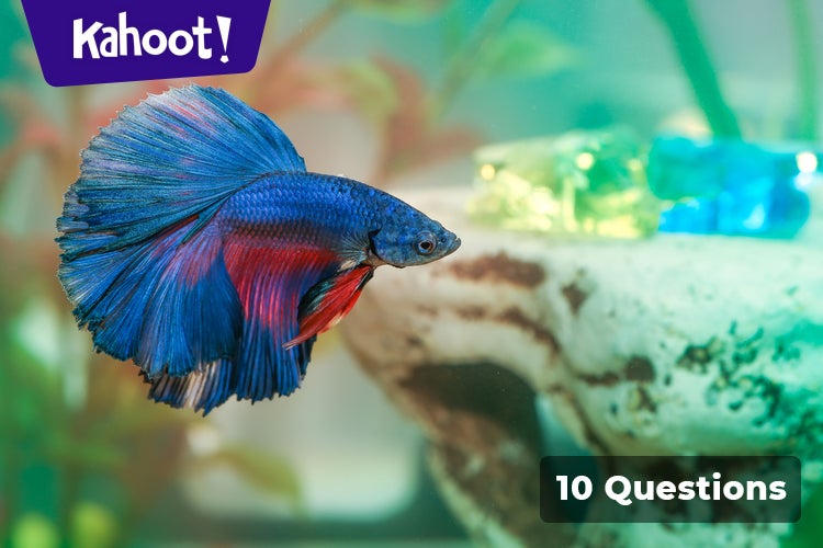 Betta Fish - Kahoot! Quiz