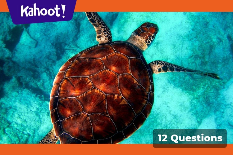 Ocean Animals - Fun Facts - Kahoot! Quiz
