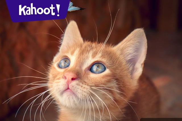 Baby Animal Image Reveal - Kahoot! Quiz