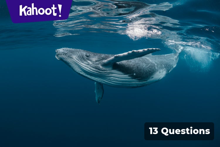 Sea animals - Kahoot! Quiz
