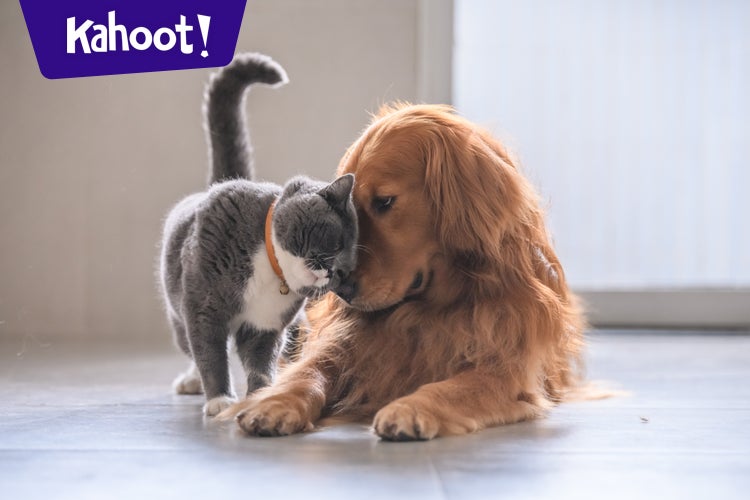 Guess the animal from the noun! - Kahoot! Quiz