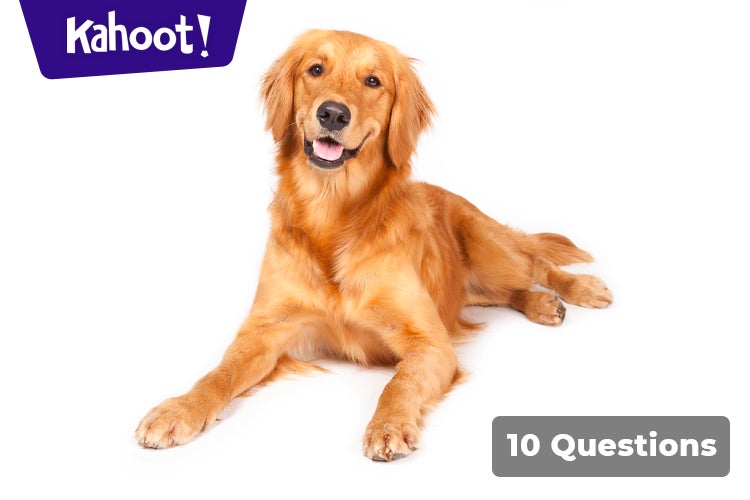 DOG'S PURPOSE - Kahoot! Quiz