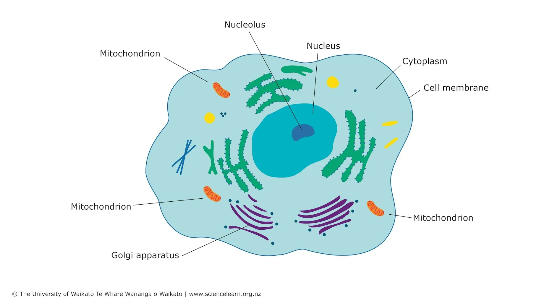 Science: Cell Structures - Kahoot! Quiz