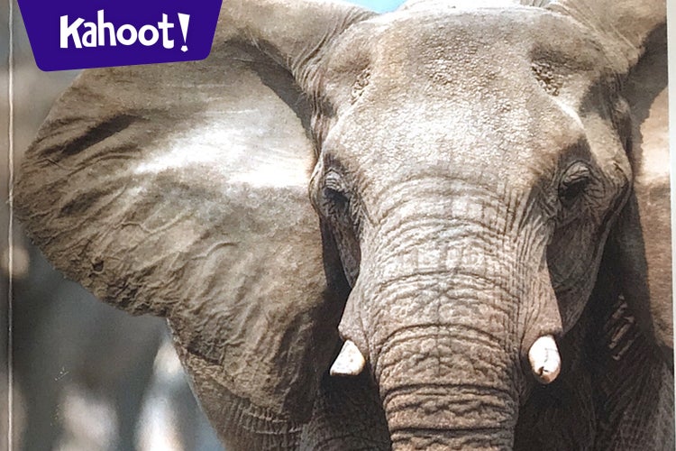 An elephant never forgets... Chapters 6/7 - Kahoot! Quiz