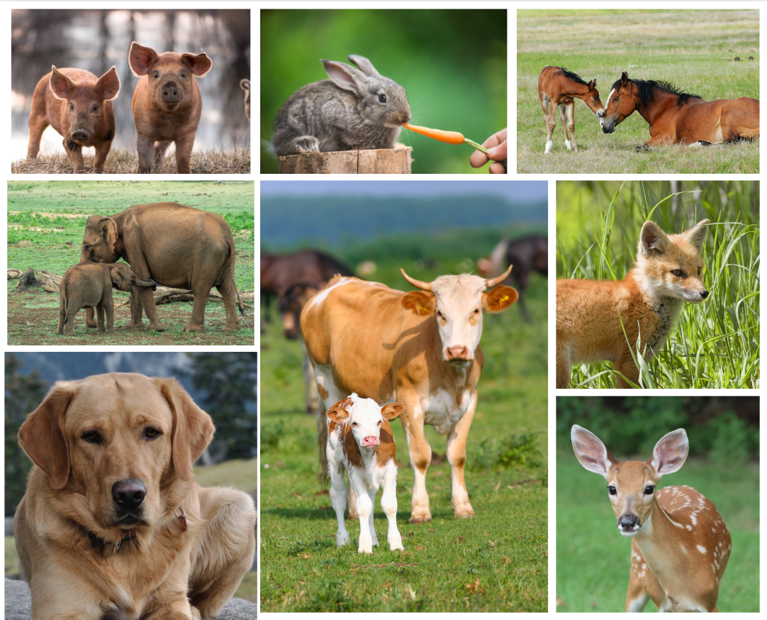 Animal Pin Game! - Kahoot! Quiz