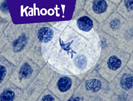 A&P 1 - Cell Cycle and Cell Division Lab Review - Kahoot! Quiz