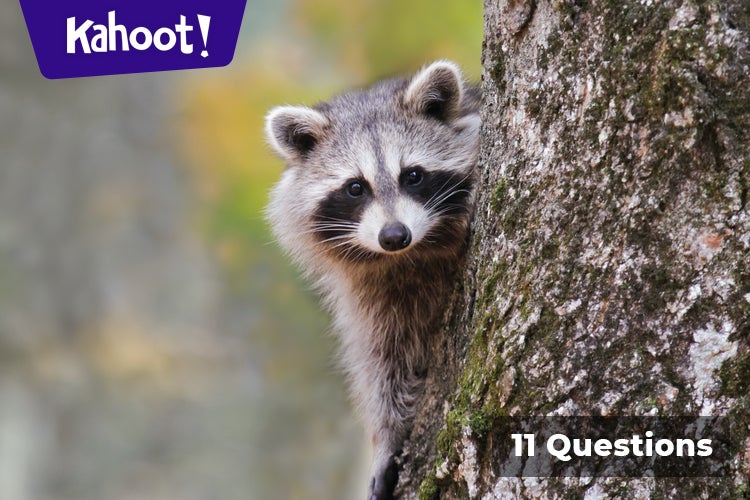 Raccoons Can Open Doors? | Twig Science Reporter - Kahoot! Quiz