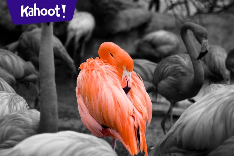 Birds: Names (colorful and fun) - Kahoot! Quiz