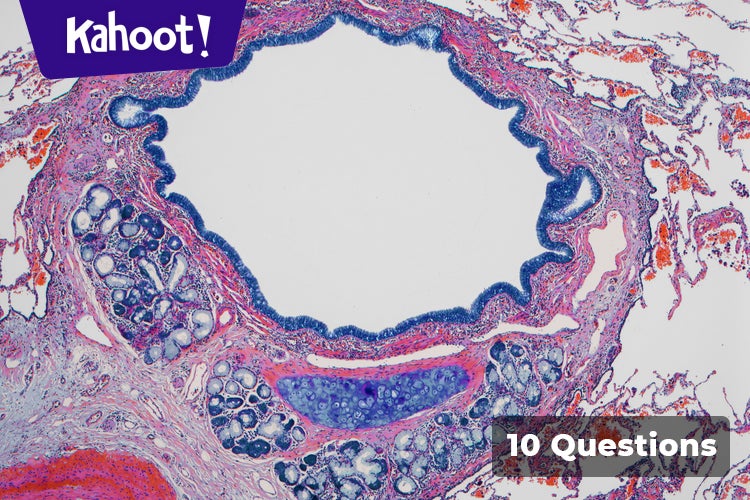 Respiratory System Part 2 - Kahoot! Quiz
