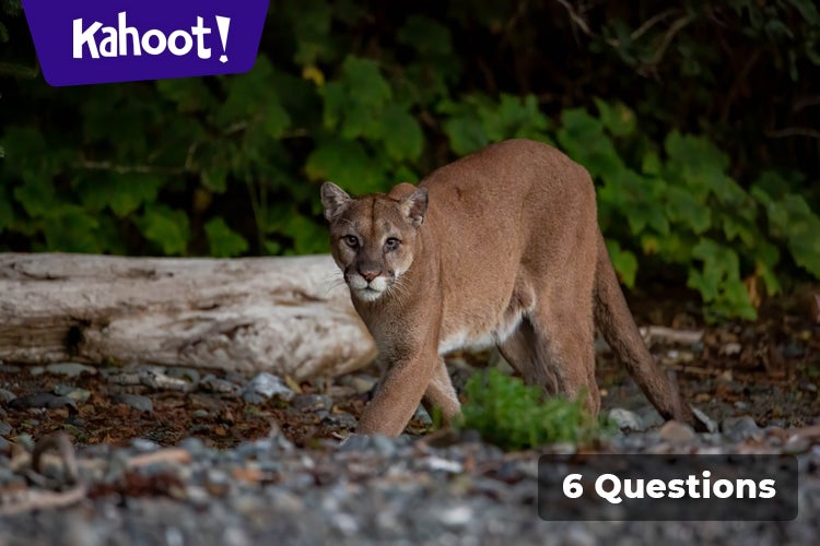 Chasing Mountain Lions with Siobhan Darlington - Kahoot! Quiz