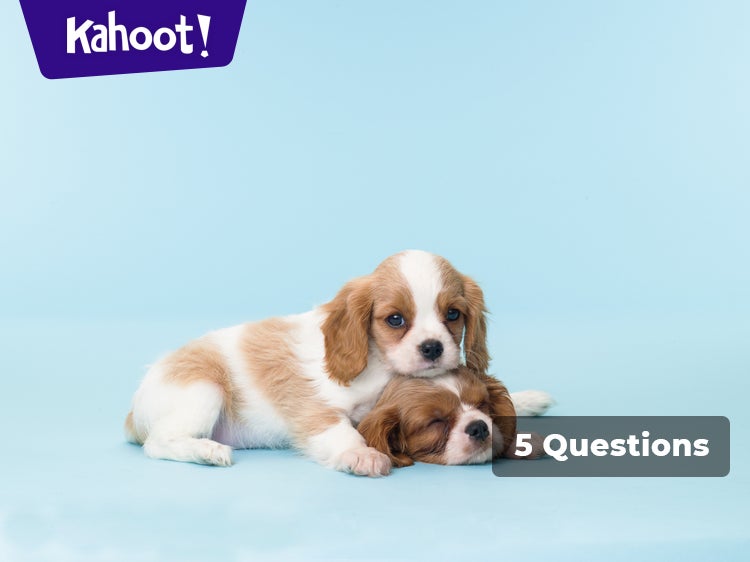Animals - Kahoot! Quiz
