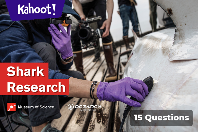 Shark Research - Kahoot! Quiz