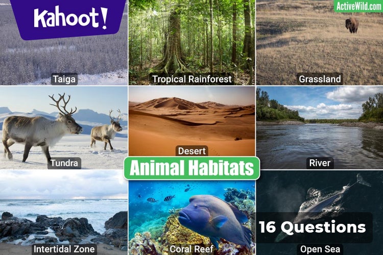 Animal habitat - Kahoot! Quiz