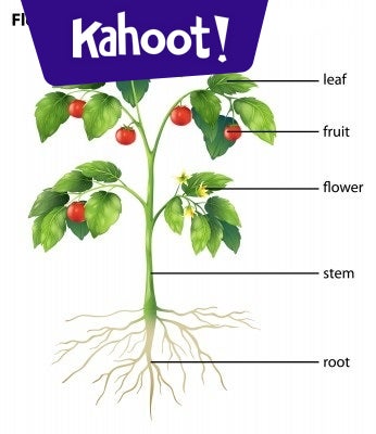 Parts of Plants - Kahoot! Quiz