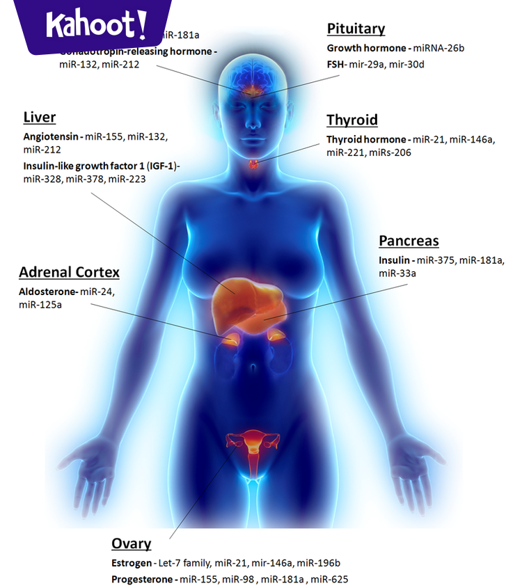 Chapter 17 Review Quiz: Endocrine System - Kahoot! Quiz