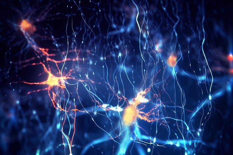 Fundamentals of the Nervous System - Kahoot! Course
