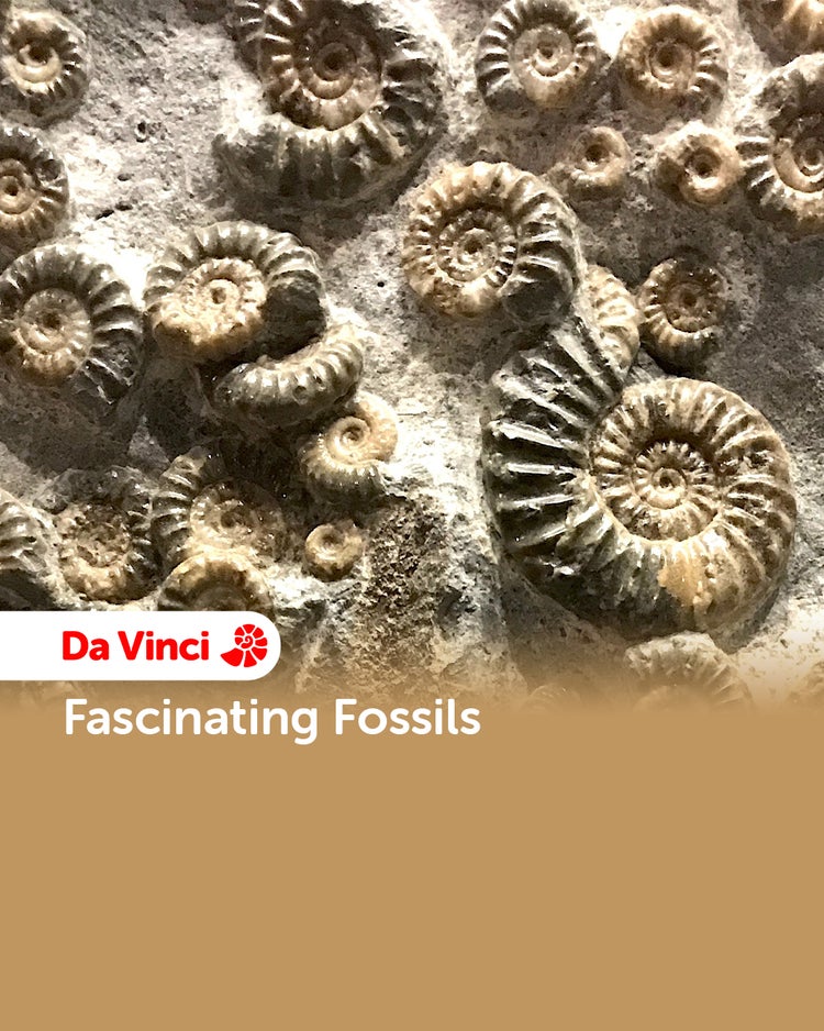 Fascinating Fossils - Kahoot! Course
