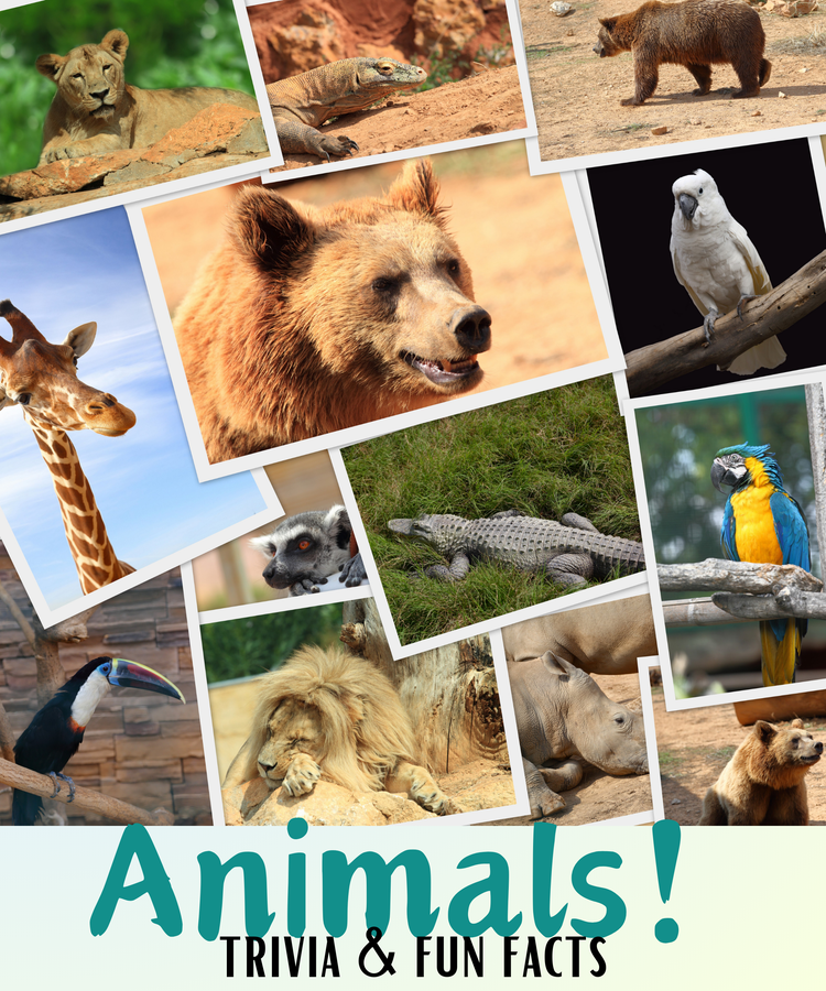 ANIMALS! Animal Trivia, General Knowledge & Fun Facts - Kahoot! Course