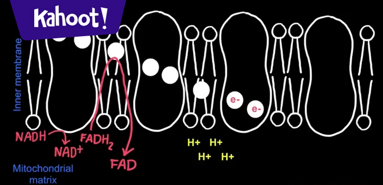 IB Biology 8.2 Respiration (Higher Level) - Kahoot! Quiz