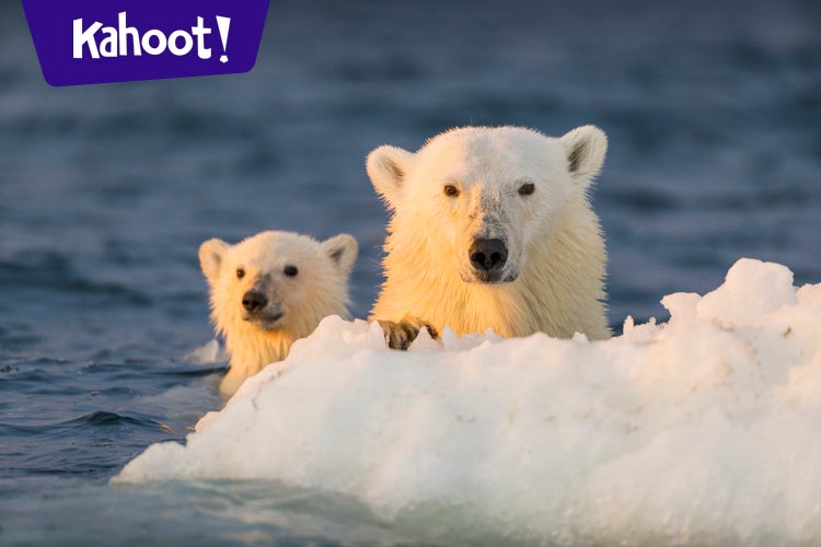 FACTS & FIGURES - UNIT 3 THE POLAR BEAR - Kahoot! Quiz