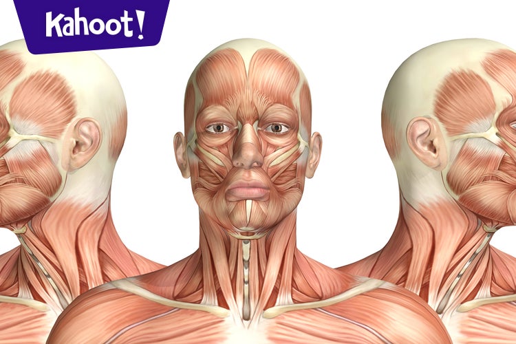 Anatomy II Head Lecture (Final material) - Kahoot! Quiz