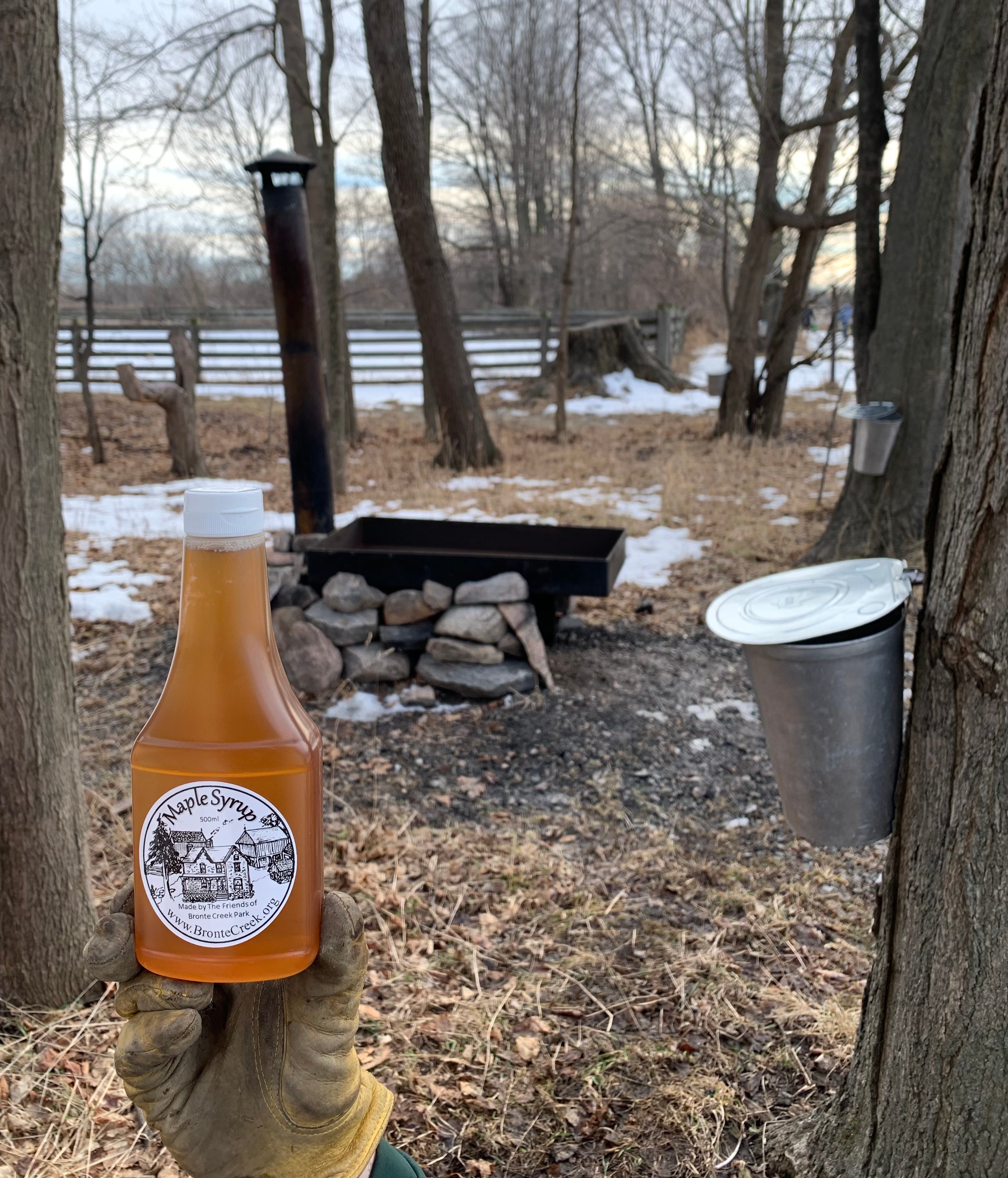 Let's Make Maple Syrup! - Kahoot! Quiz