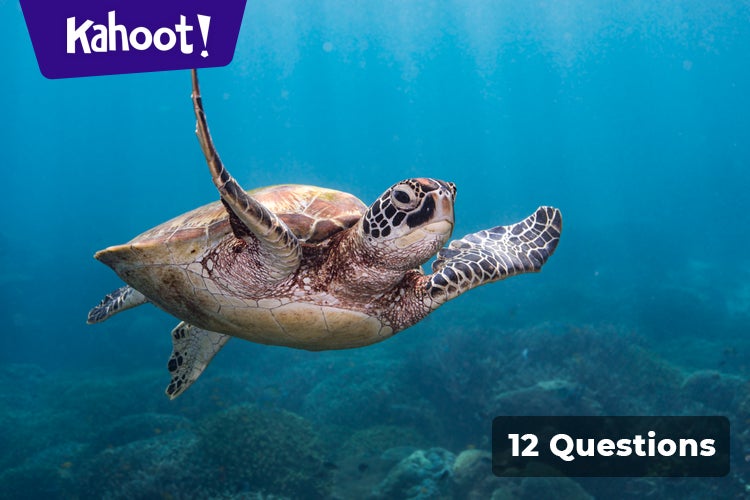All About Sea Turtles - Kahoot! Quiz