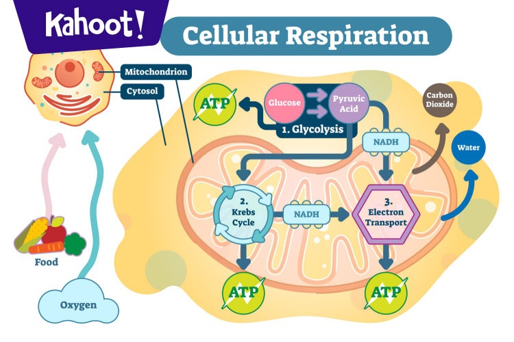 Biology Sem 1 Review Kahoot! 2025 - Kahoot! Quiz