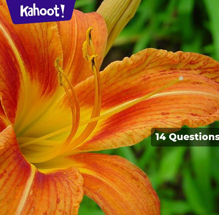 Plant Systems - Kahoot! Quiz