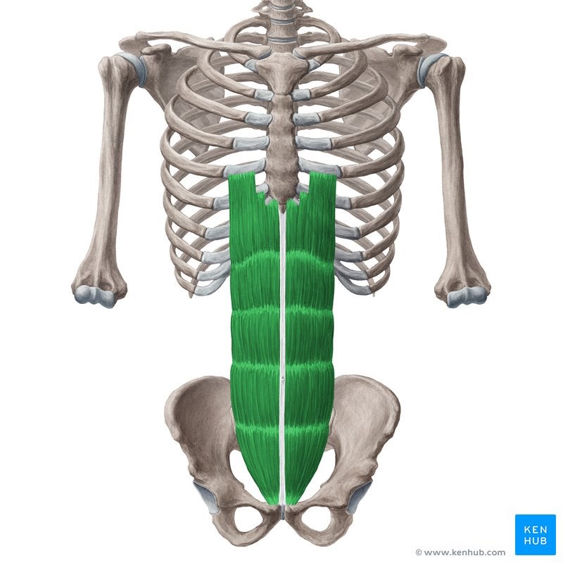 Muscle Label Review - Kahoot! Quiz