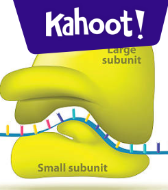 Cell Review - Kahoot! Quiz