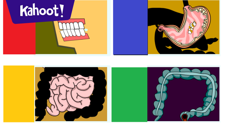 BrainPOP: Digestive System - Kahoot! Quiz