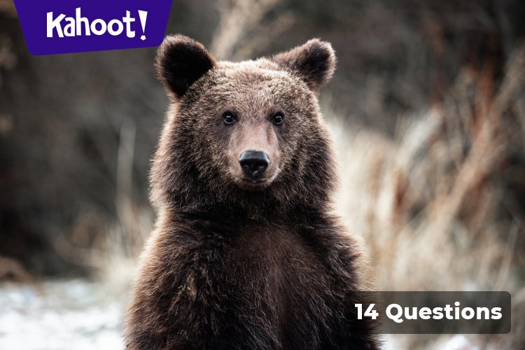 Wake Up, Bear! - Kahoot! Quiz