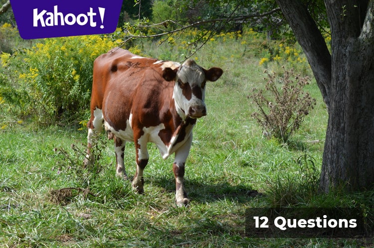 Meet the Cows - Kahoot! Quiz