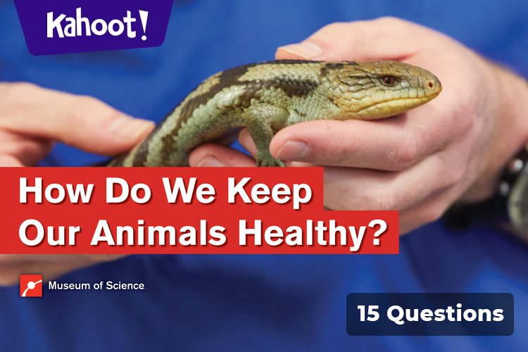 How Do We Keep Our Animals Healthy? - Kahoot! Quiz