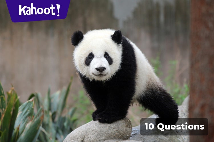 Endangered Animals - Kahoot! Quiz
