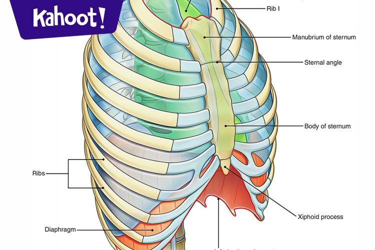 Clinical Anatomy, Exam 2, Module 3 Content - Kahoot! Quiz