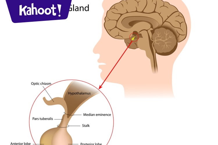 Endocrine System PIMA A&PII - Kahoot! Quiz