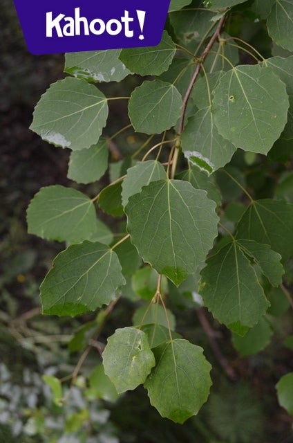 Suomen puut - Kahoot! Quiz