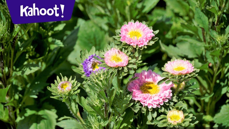 Zile, luni, anotimpuri - Kahoot! Quiz