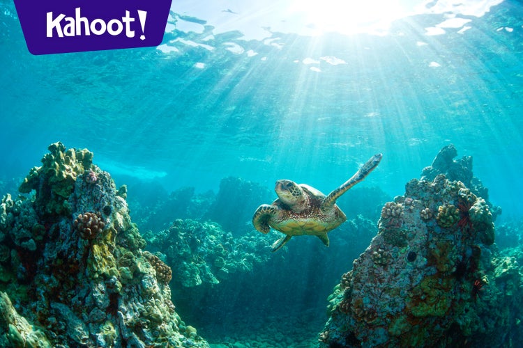 3 Turtles Love the Beach, Too - ReadWorks - Kahoot! Quiz