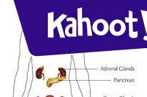 The Endocrine System - Kahoot! Quiz