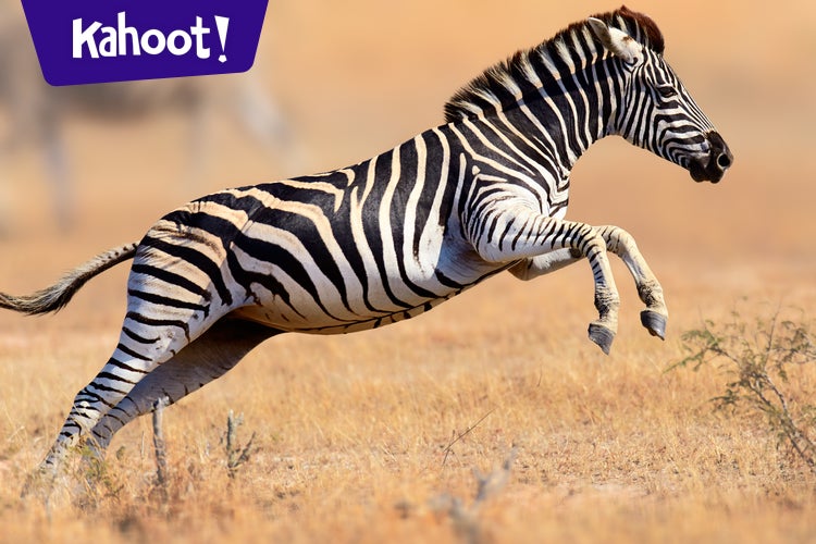 A-Z animals - Kahoot! Quiz