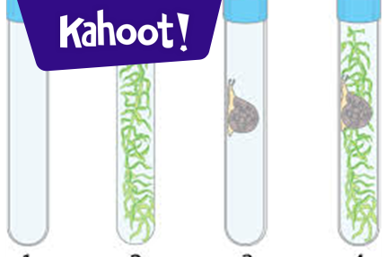Photosynthesis, Respiration, & Homeostasis - Kahoot! Quiz