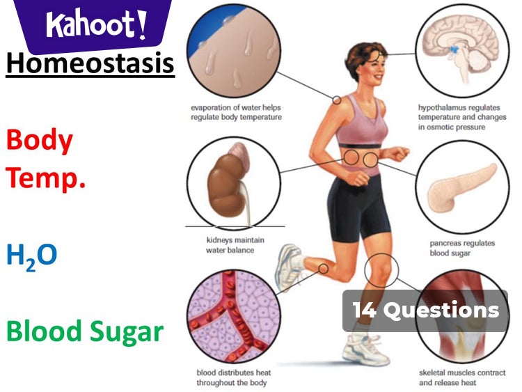 Homeostasis and Cell Processes - Kahoot! Quiz