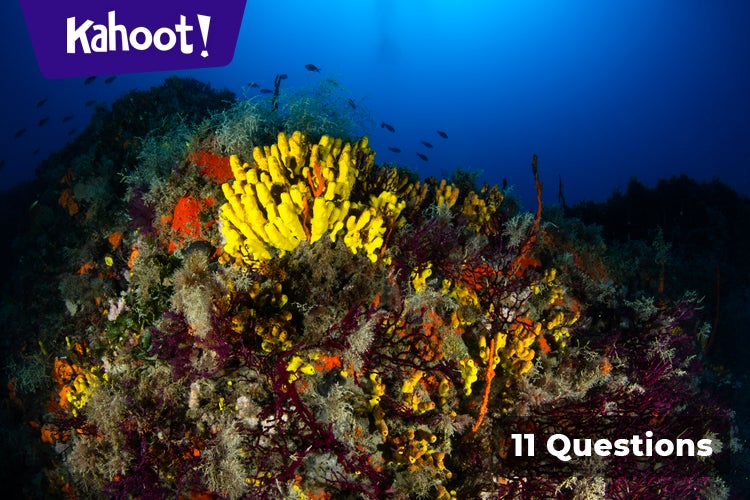 Ocean Professionals - Kahoot! Quiz